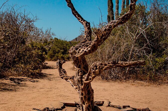 Horseback Riding Adventure y Tequila Tasting in Los Cabos - Authenticity and Feedback