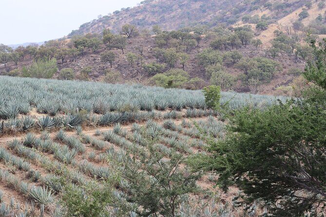 Horseback Riding among Agaves and Food: Experience the Morning in Amatitan - An In-Depth Look at the Tour