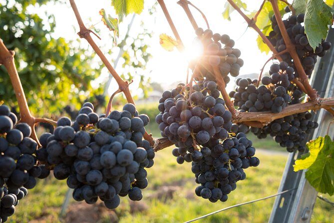 Horseback riding and wine tasting - A Balanced Look: The Pros and Cons