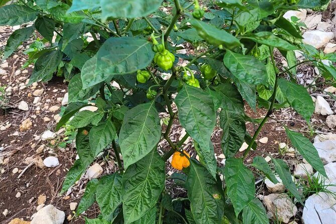 Horseback Riding, ATV & More in the Mountains of Montego Bay - FAQ