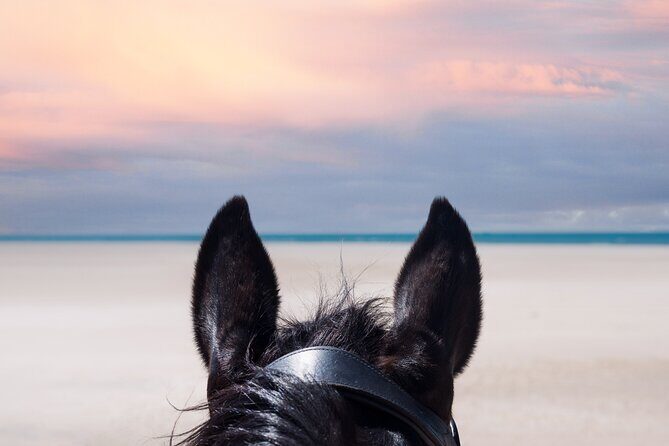 Horseback Riding Beach & Desert Adventure - Why This Tour Might Be Right for You