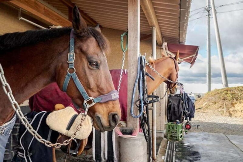 Horseback Riding Club to learn about connecting lives - Key Points