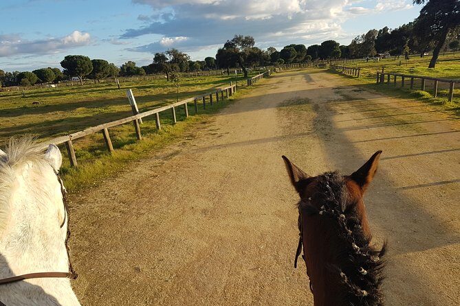 Horseback Riding Experience in Aljarafe, Doñana park from Seville - The Experience: What to Expect on the Tour