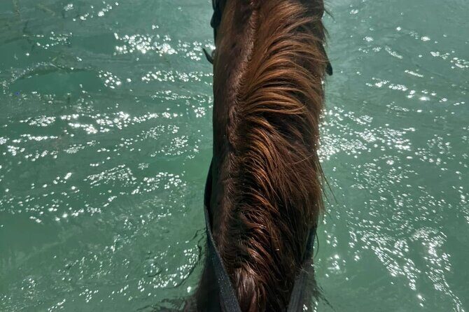 Horseback Riding In The Ocean from Montego Bay Private Transfer - Who Should Consider This Tour?