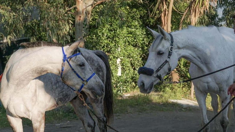 Horseback Riding on Mt.Vesuvius with Wine Tasting and Dinner - Key Points