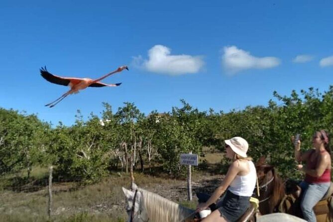Horseback Riding on the Beaches of Holbox - FAQs