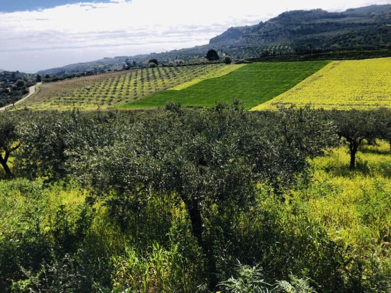 Horseback riding through the olive groves of Sciacca - Key Points