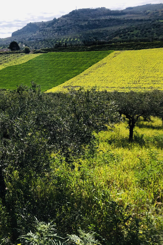 Horseback riding through the olive groves of Sciacca - The Itinerary
