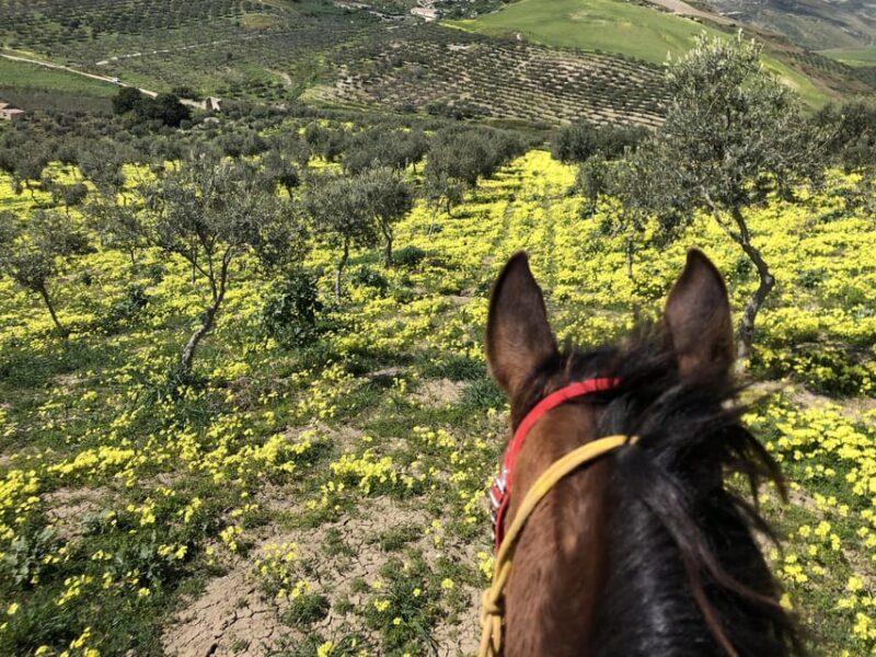 Horseback riding through the olive groves of Sciacca - Whats Included and Whats Not?