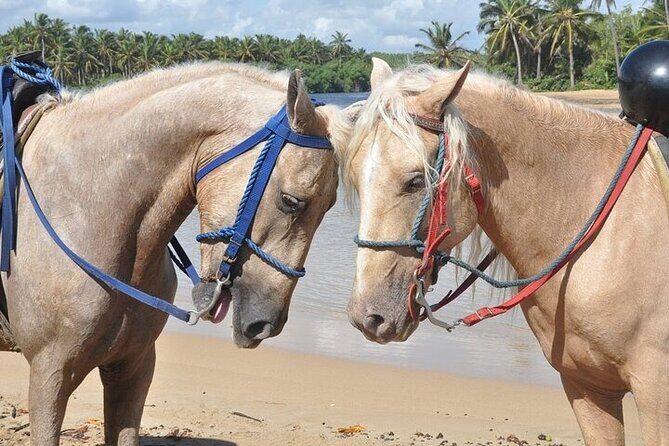 Horseback Riding Tour along the Beaches of Punta Cana - FAQ