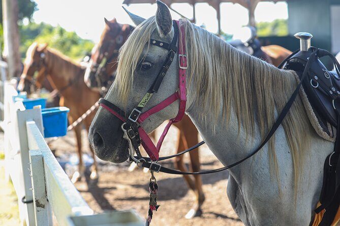 Horseback Riding Tour at Private Ranch - Final Thoughts