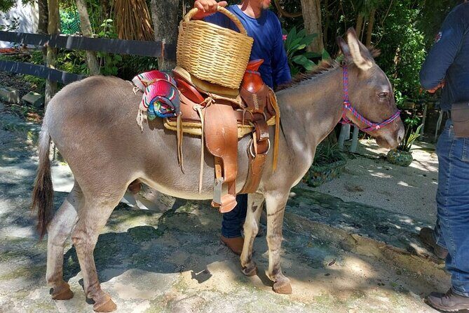 Horseback Riding Tour at Rancho Bonanza and Cenote Swim - FAQ