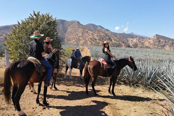 Horseback Riding Tour in The Agave Field with Lunch - The Value Proposition: Is It Worth the Price?