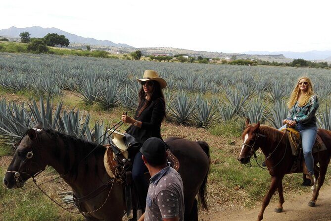 Horseback Riding Tour in The Agave Field with Lunch - Who Should Consider This Tour?