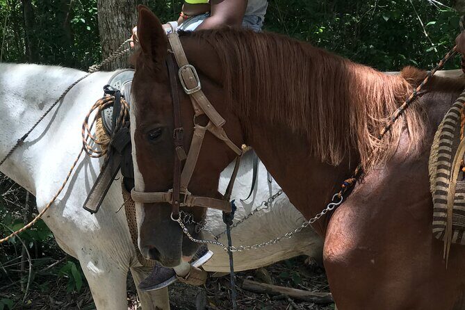 Horseback riding with ATV, zip lines and cenote, lunch and transfer - FAQs