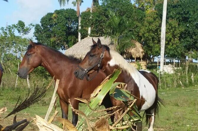 Horseback Riding with Pickup from Punta Cana - FAQs