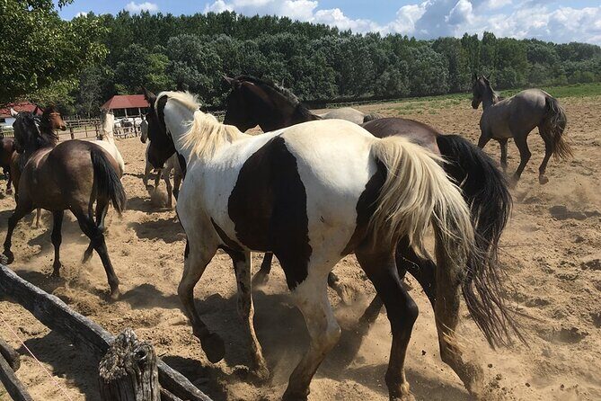 Horseshow on the Hungarian Puszta, private tour from Budapest with entry! - Authentic Reviews and What They Reveal