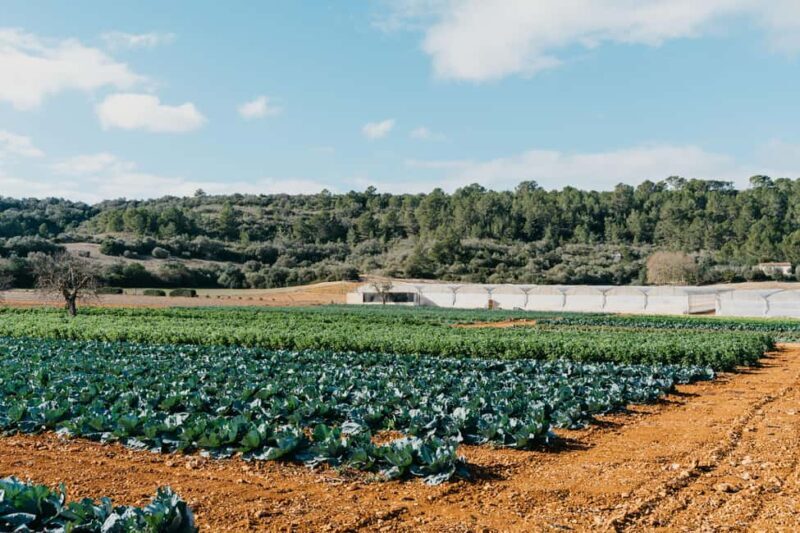 Hort de Sa Vall: Guided tour of the crops and outdoor dinner - Value and Practical Considerations
