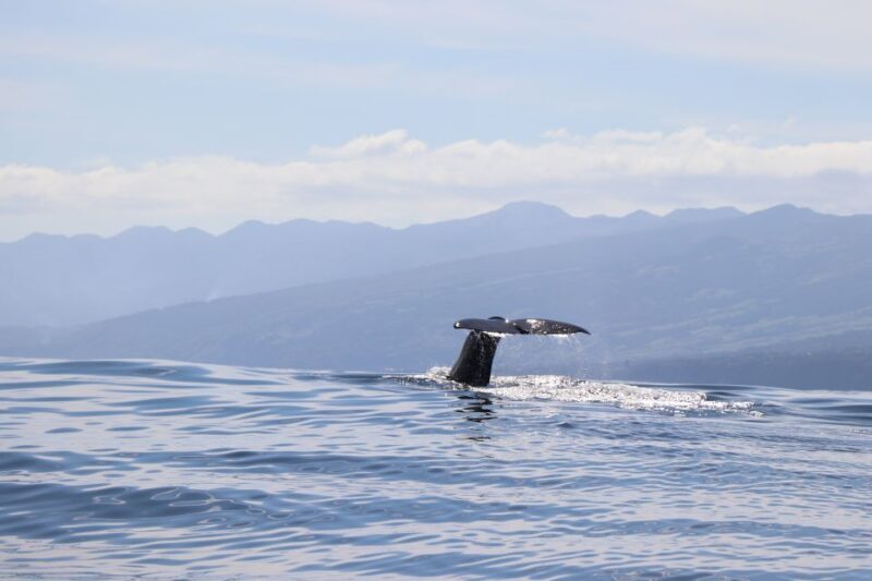 Horta: Whale and Dolphin Watching Expedition - Exploring the Horta: Whale and Dolphin Watching Expedition