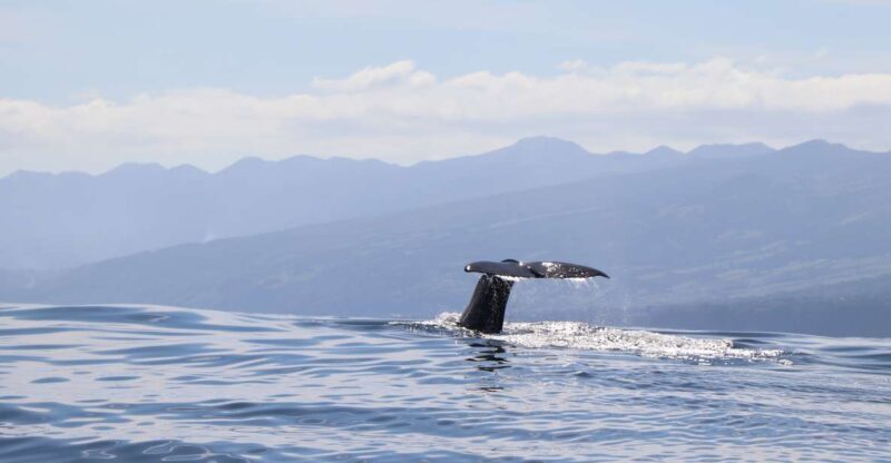 Horta: Whale and Dolphin Watching Expedition - Diving Into the Details: The Itinerary