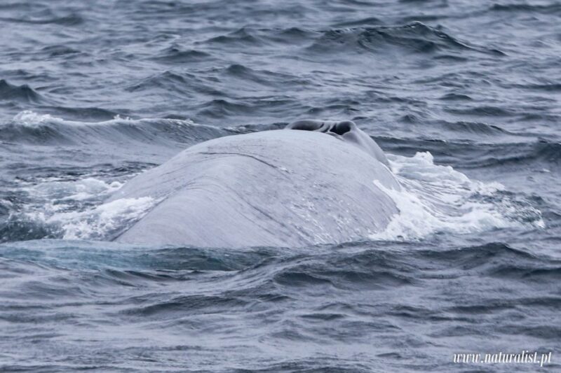 Horta: Whale and Dolphin Watching Expedition - Is It Worth the Cost?