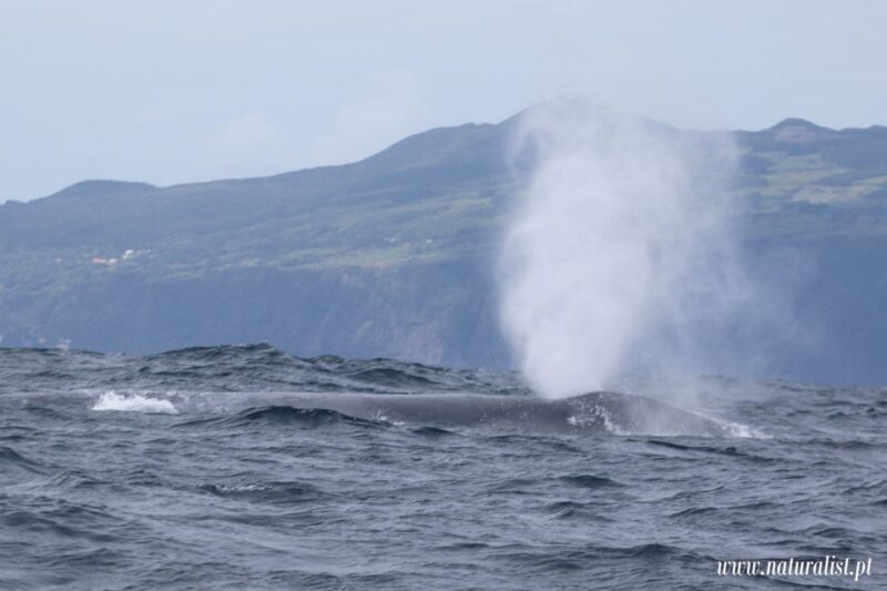 Horta: Whale and Dolphin Watching Expedition - Who Will Love This Tour?