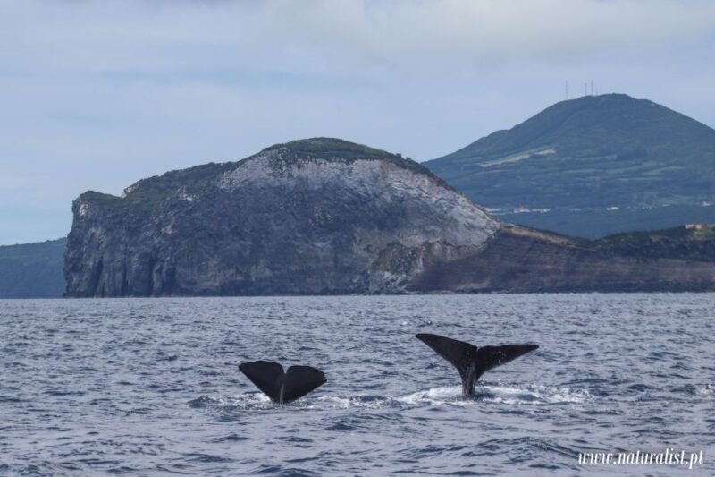 Horta: Whale and Dolphin Watching Expedition - Final Thoughts