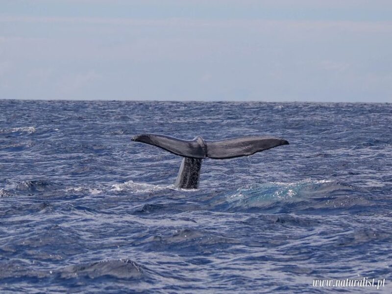 Horta: Whale and Dolphin Watching Expedition - Frequently Asked Questions