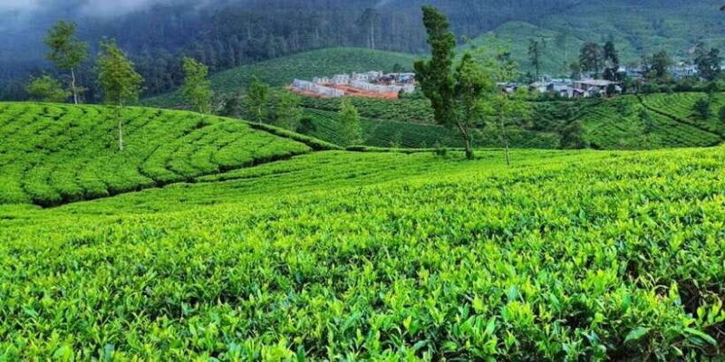 Horton plains: Discover real essence of central highland - Practical Tips