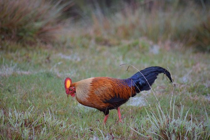 Horton Plains National Park Entrance Ticket with Guide - What the Reviews Say