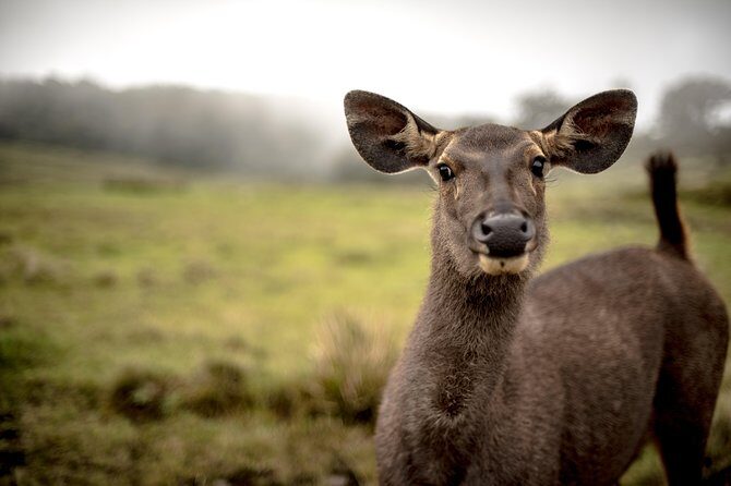 Horton Plains National Park Entrance Ticket with Guide - The Sum Up