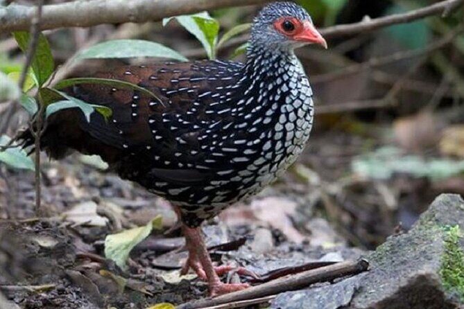 Horton Plains National Park : Private Guided Trekking Tour - FAQs