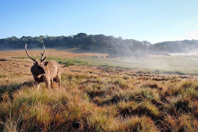 Horton Plains National Park Trekking - Key Points