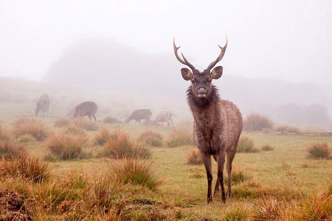 Horton Plains Park & Worlds End Guided Trekking From Nuwara Eliya - Analyzing Value: Is It Worth the Price?