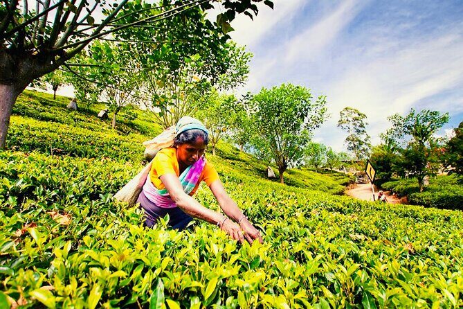 Horton Plains Park & Worlds End Guided Trekking From Nuwara Eliya - What Reviewers Say