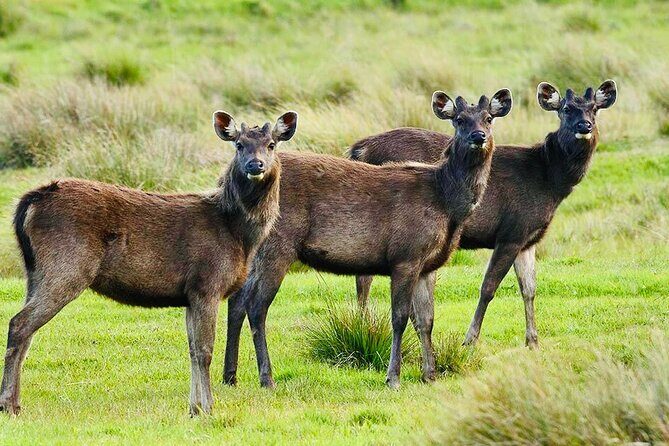 Horton Plains Park & Worlds End Guided Trekking From Nuwara Eliya - FAQ