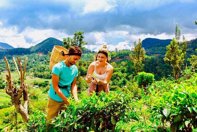 Horton Plains Tea Factory and Nuwara Eliya Day Tour - Practical Details and Overall Value