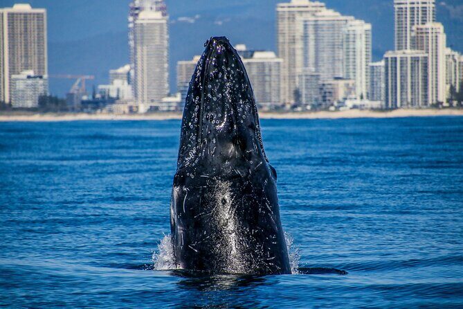 Hot Air Balloon Gold Coast and Seaworld Whale Watching - Who Should Consider This Tour?