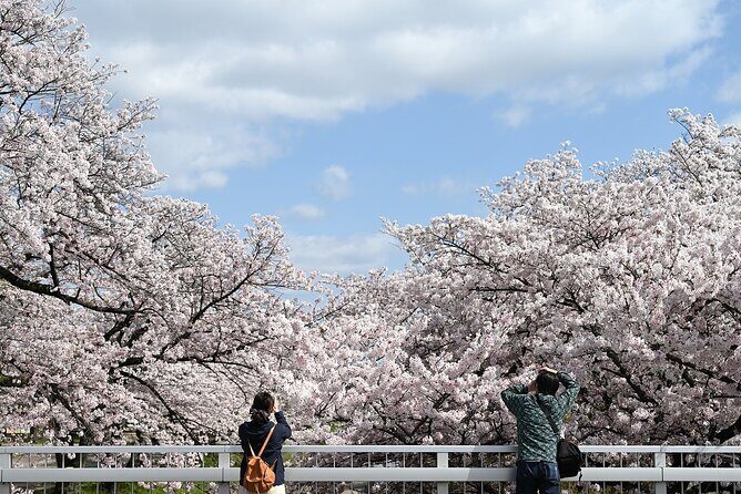 Hot Spring Bath / Onsen and Sakura / Cherry Blossom Viewing - What You Can Expect from the Tour