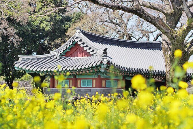 (Hotel PickUp) Jeju EAST Canola Flower Festival Tour with UNESCO - Exploring Jeju’s Canola Flowers and UNESCO Heritage with a Guided Tour