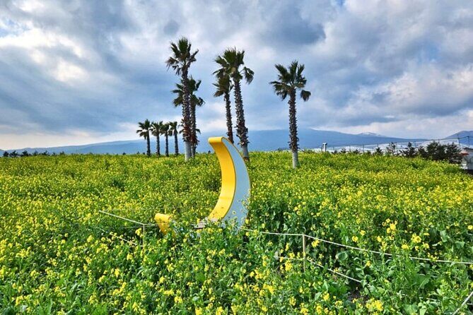 (Hotel PickUp) Jeju EAST Canola Flower Festival Tour with UNESCO - Who Will Love This Tour?