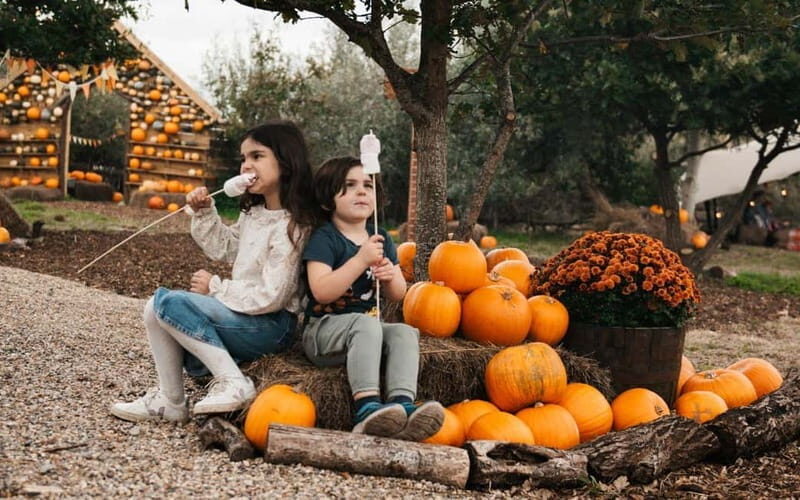 Hounslow: Pumpkin Patch Plus Entry to Hobbledown Heath - Key Points