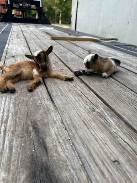Houston: Adorable mini goats experience e - Key Points