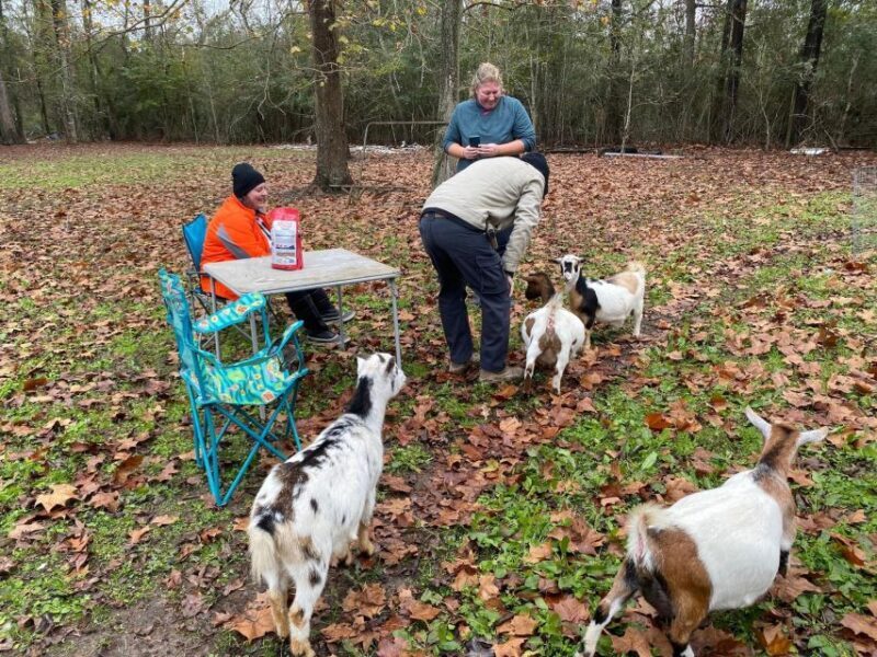 Houston: Adorable mini goats experience e - The Experience Begins: What to Expect