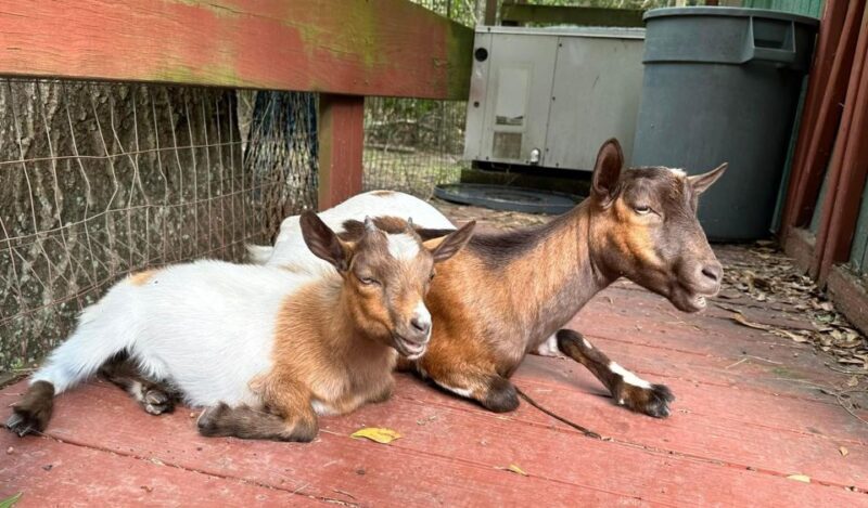Houston: Adorable mini goats experience e - FAQ: Practical Questions About the Mini Goats Experience