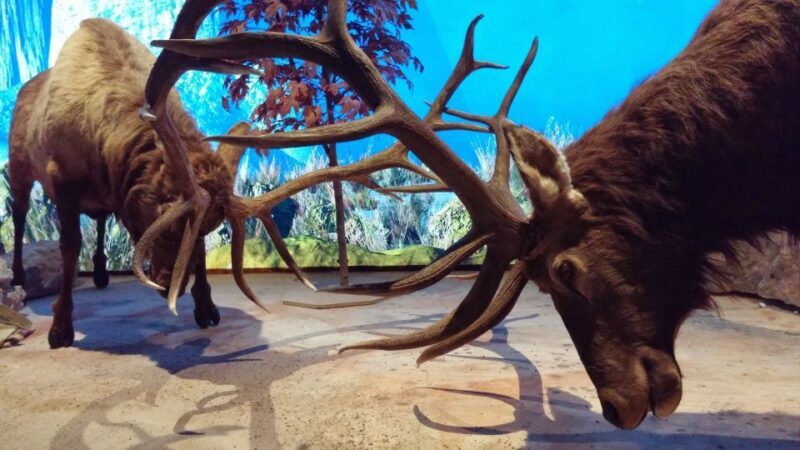 Houston CityPASS®: Save up to 51% at 5 Top Attractions - Who Should Consider This Tour?