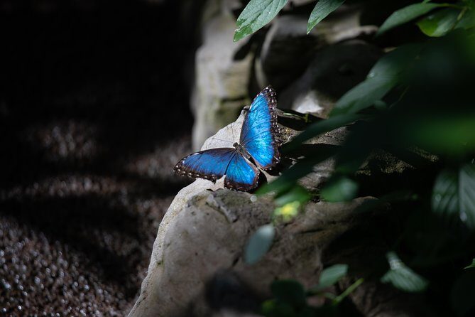 Houston Museum of Natural Science and Cockrell Butterfly Center - Exploring the Butterfly Habitat