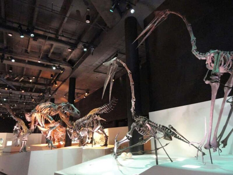 Houston: Museum of Natural Science Entry & Digital Tour - Key Points