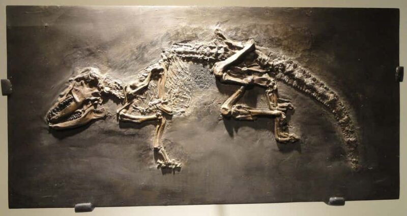 Houston: Museum of Natural Science Entry & Digital Tour - What to Expect from Houstons Museum of Natural Science Digital Tour