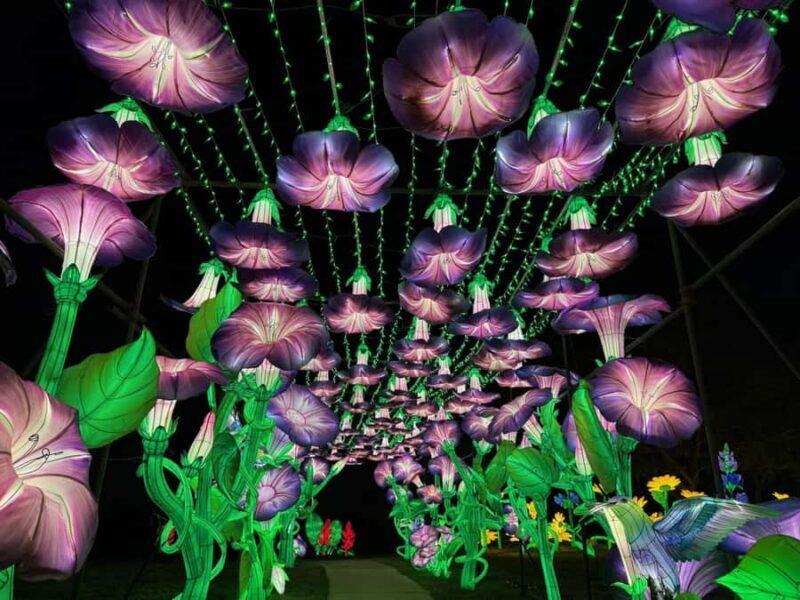 Houston: Radiant Nature Winter Light Show Tickets - The Lantern Installations: Visual Highlights